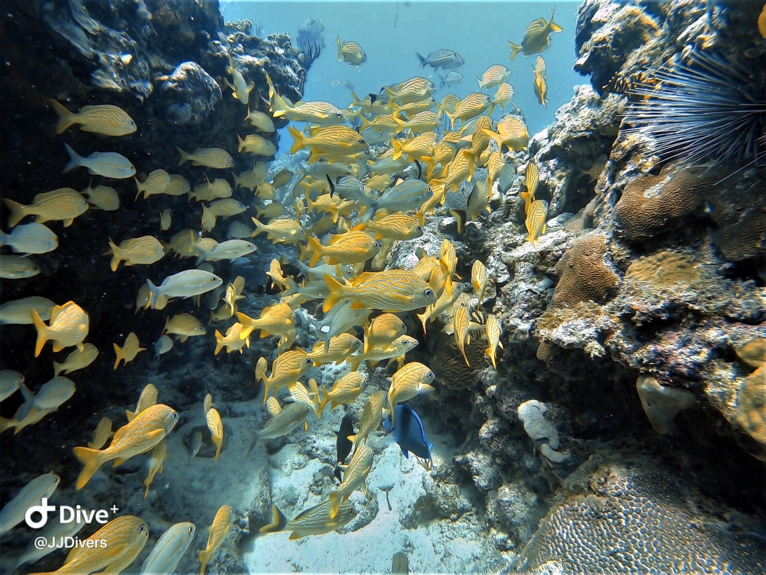 Beginner Scuba Diving in St Thomas